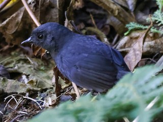 Junin Tapaculo - eBird
