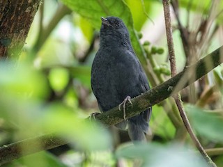 Junin Tapaculo - eBird