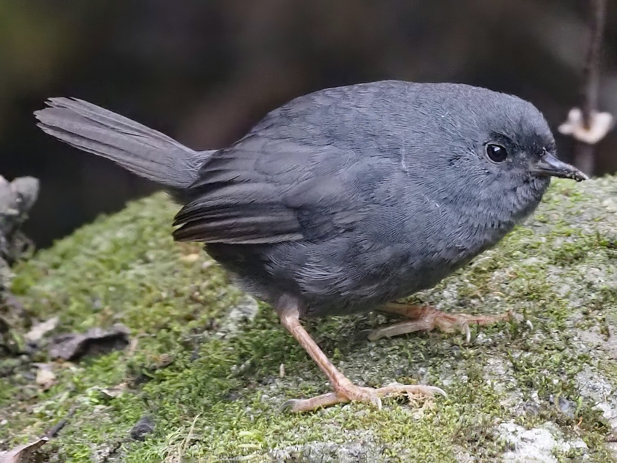Unicolored Tapaculo - Scytalopus unicolor - Birds of the World