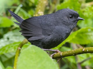 Blackish Tapaculo - eBird