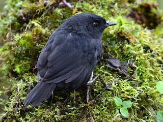 Blackish Tapaculo - eBird