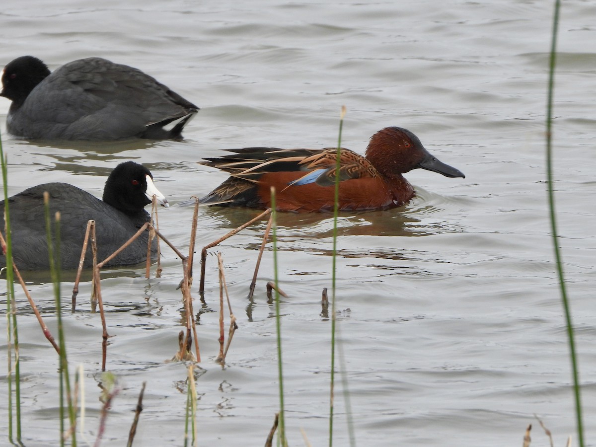 eBird Checklist - 17 Jan 2024 - Santa Ana NWR (LTC 059) - 60 species