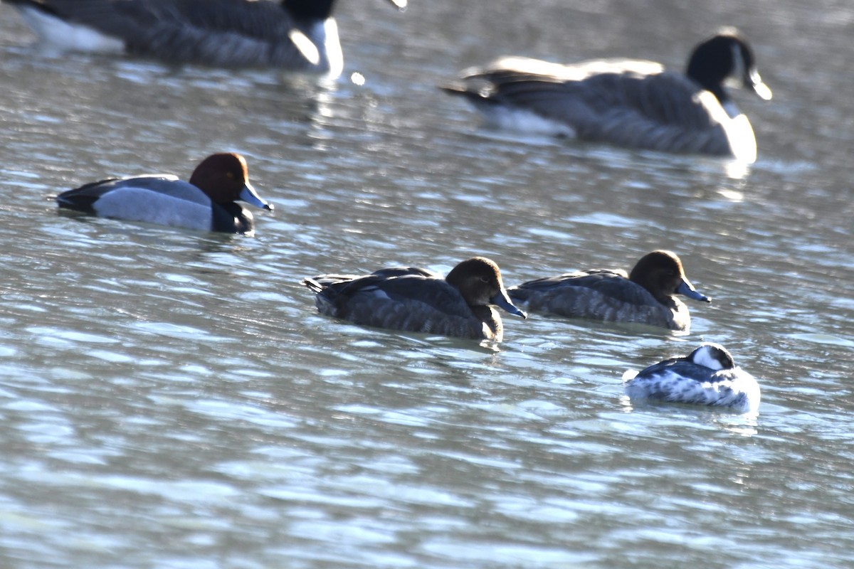Pennsylvania Bird Atlas Checklist - 17 Jan 2024 - Duck / Centre Furnace Pond - 13 species