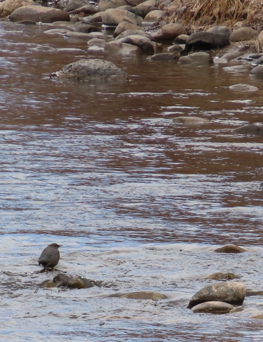 eBird Checklist - 17 Jan 2024 - River Trail between Blue Dot Trail and ...