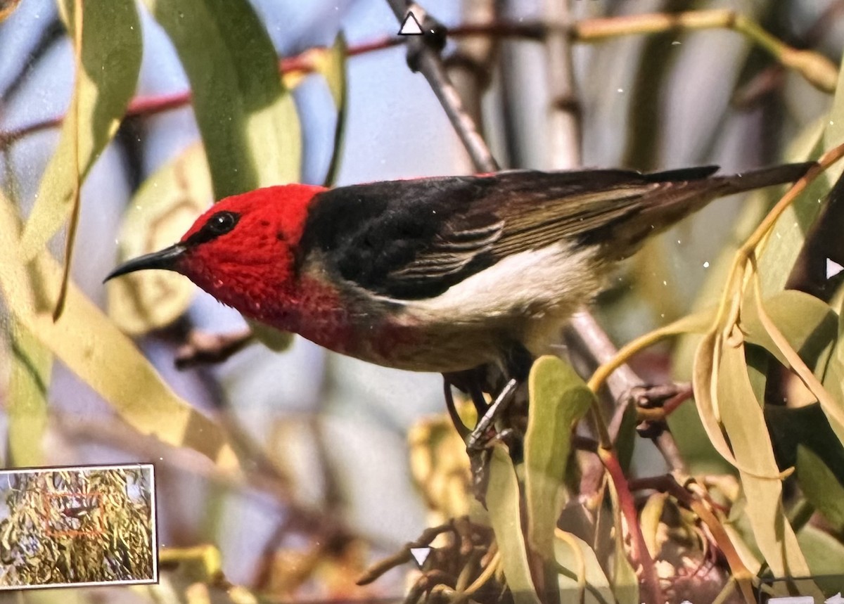 eBird Checklist - 18 Jan 2024 - You Yangs Regional Park - 15 species