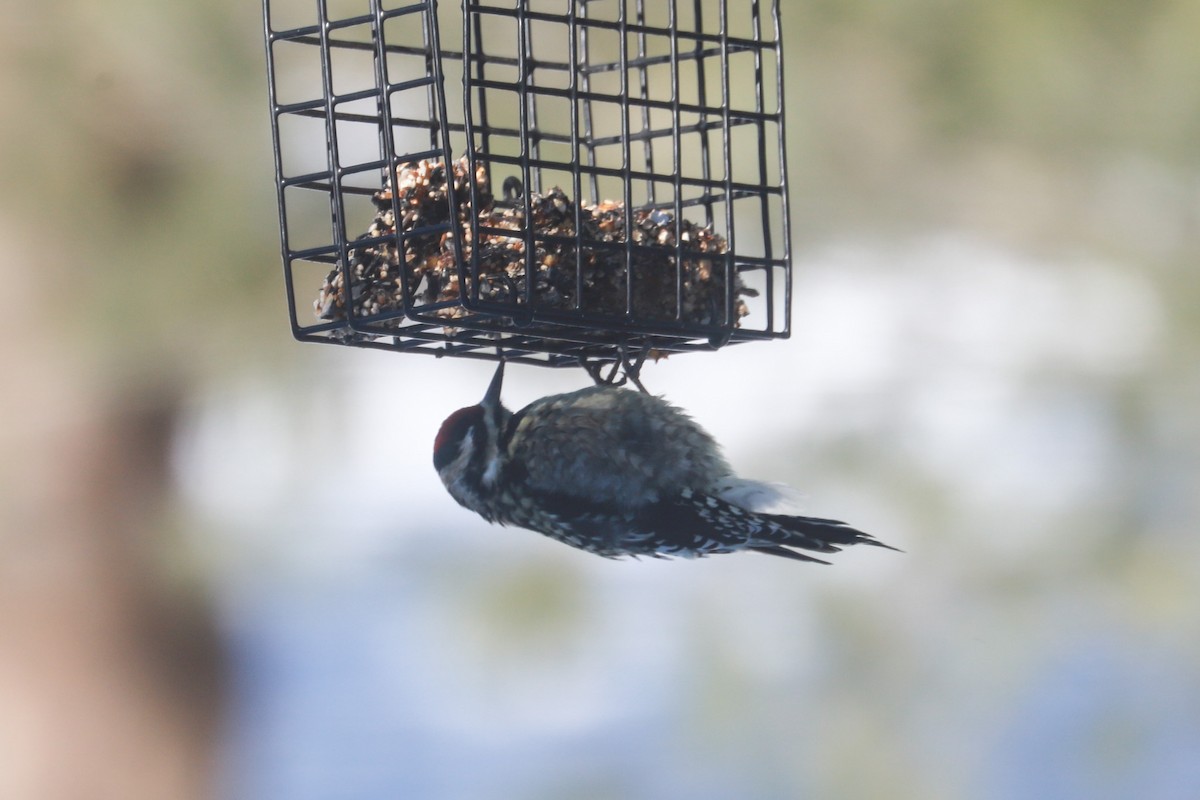 Pennsylvania Bird Atlas Checklist - 17 Jan 2024 - 399 Upper Georges Valley Rd, Spring Mills US ...