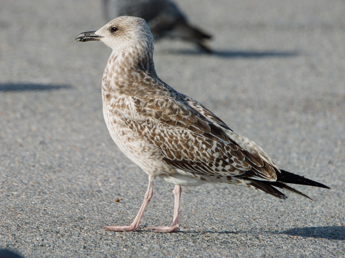 eBird Checklist - 17 Jan 2024 - Pascagoula Point Park - 1 species