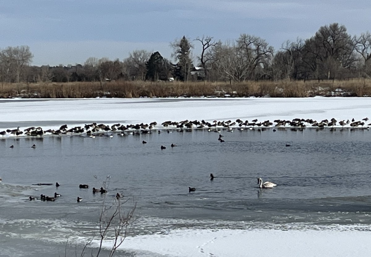 eBird Checklist - 17 Jan 2024 - Pella Crossing Open Space - 21 species