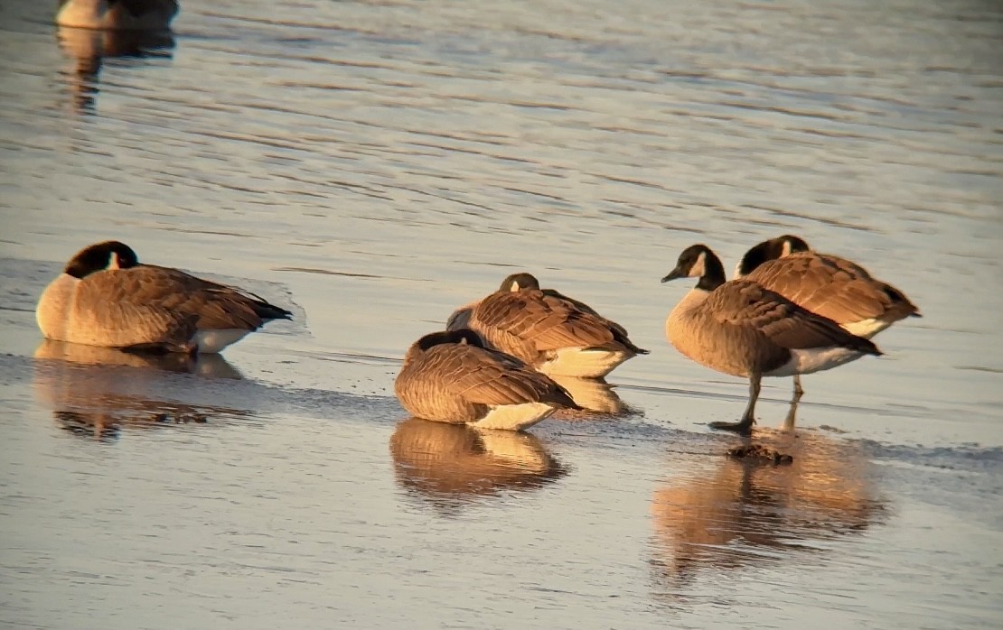 Pennsylvania Bird Atlas Checklist - 17 Jan 2024 - Hibernia County Park--Chambers Lake - 29 species