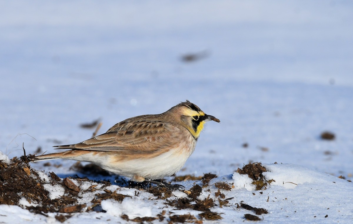 eBird Checklist - 17 Jan 2024 - Homestead Rd. Farm Fields (roadside access only) - 1 species
