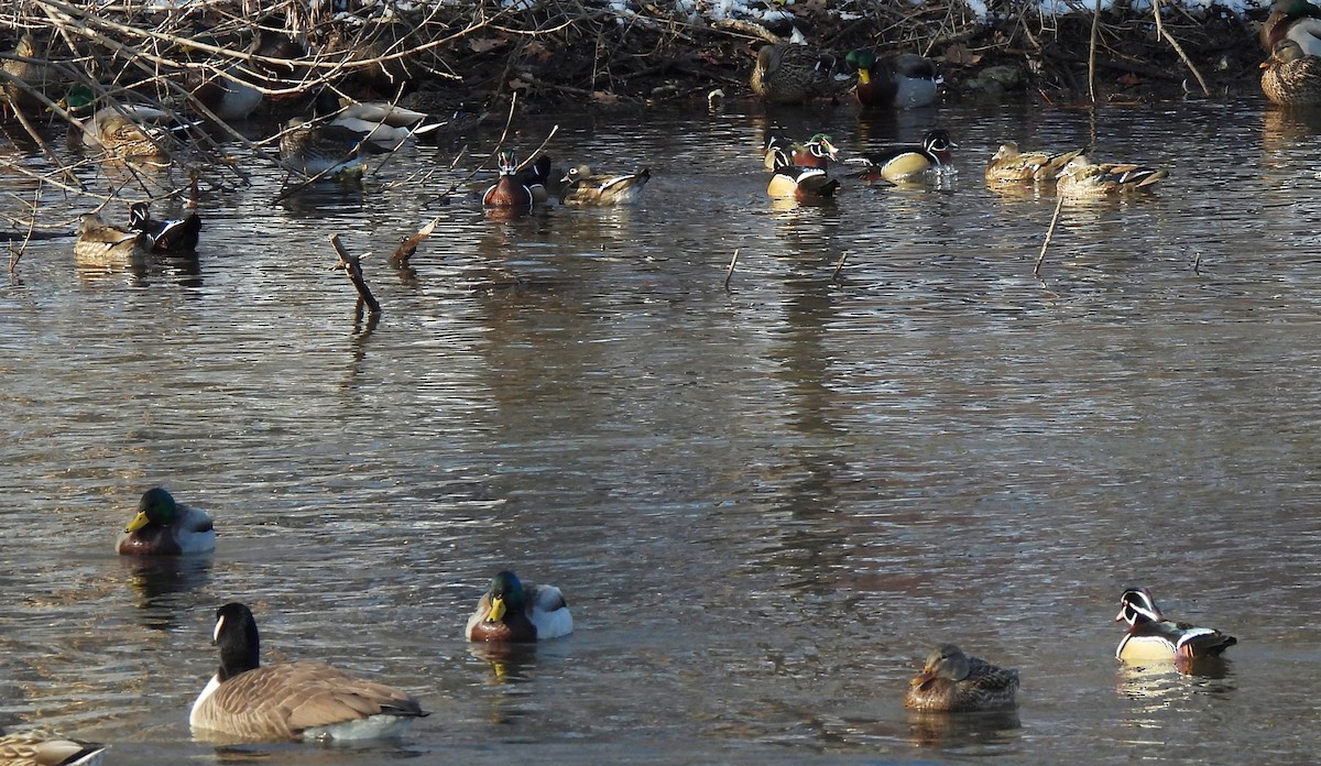 Mass Audubon eBird Checklist - 17 Jan 2024 - Olmsted Park--Leverett ...