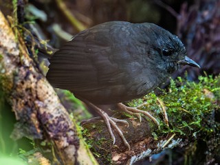Magdalena Tapaculo - eBird