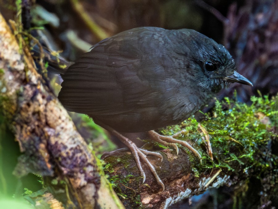 Magdalena Tapaculo - eBird