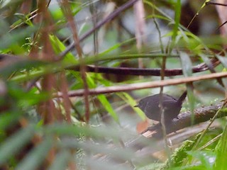 Magdalena Tapaculo - eBird