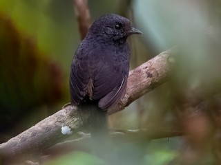 Stiles's Tapaculo - eBird