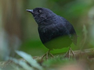 Stiles's Tapaculo - eBird