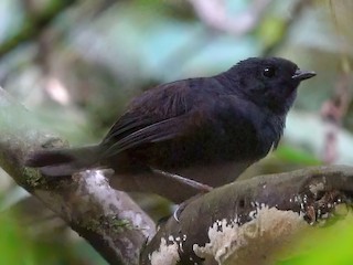 Stiles's Tapaculo - eBird