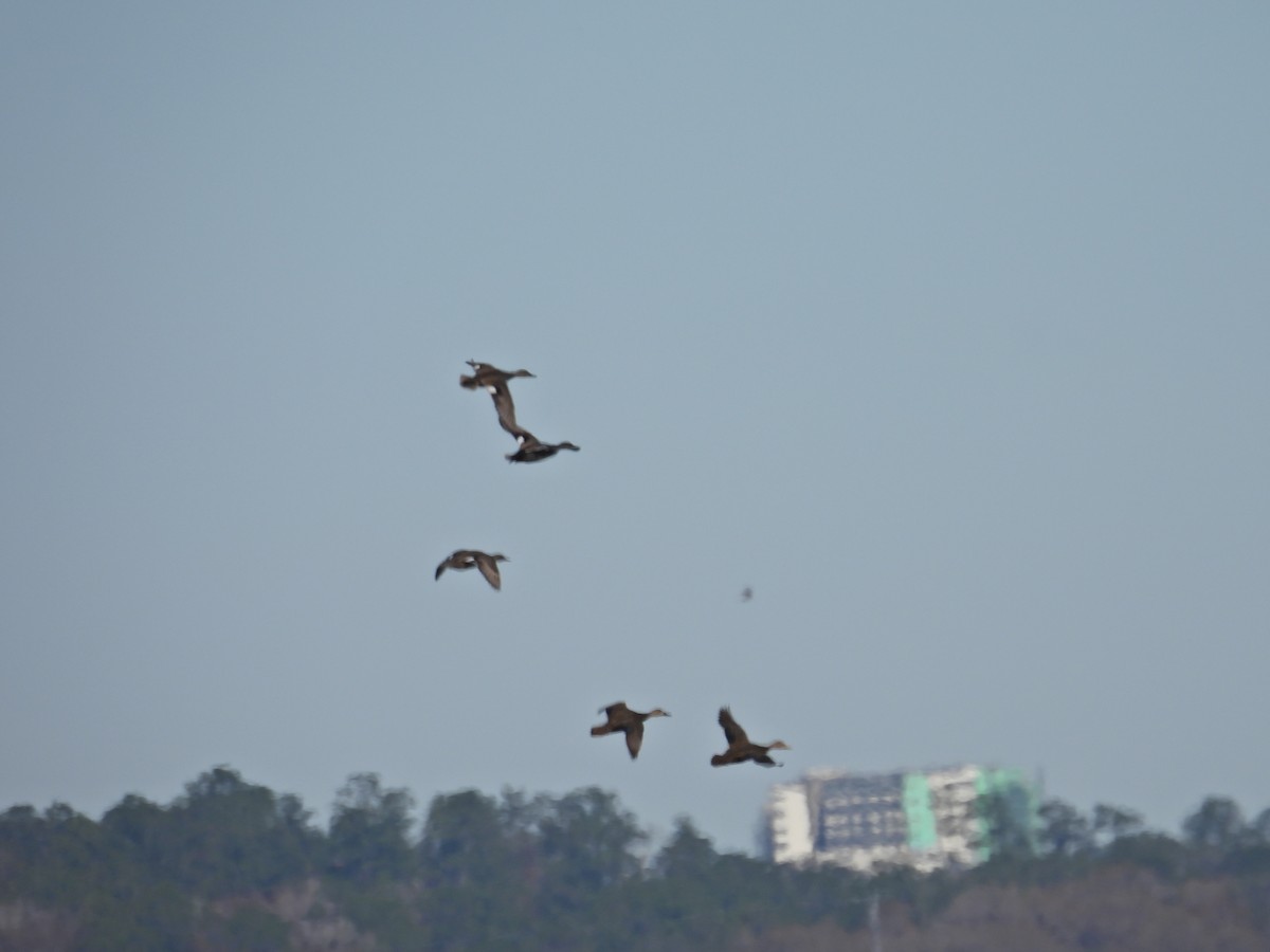 eBird Checklist - 17 Jan 2024 - Paynes Prairie Preserve SP--Bolen Bluff ...