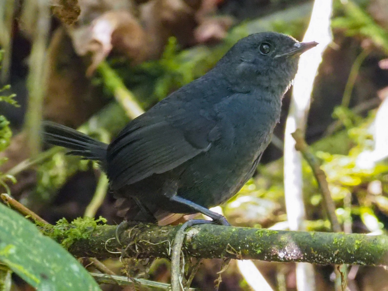 Tatama Tapaculo - eBird