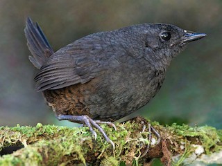 Tatama Tapaculo - eBird