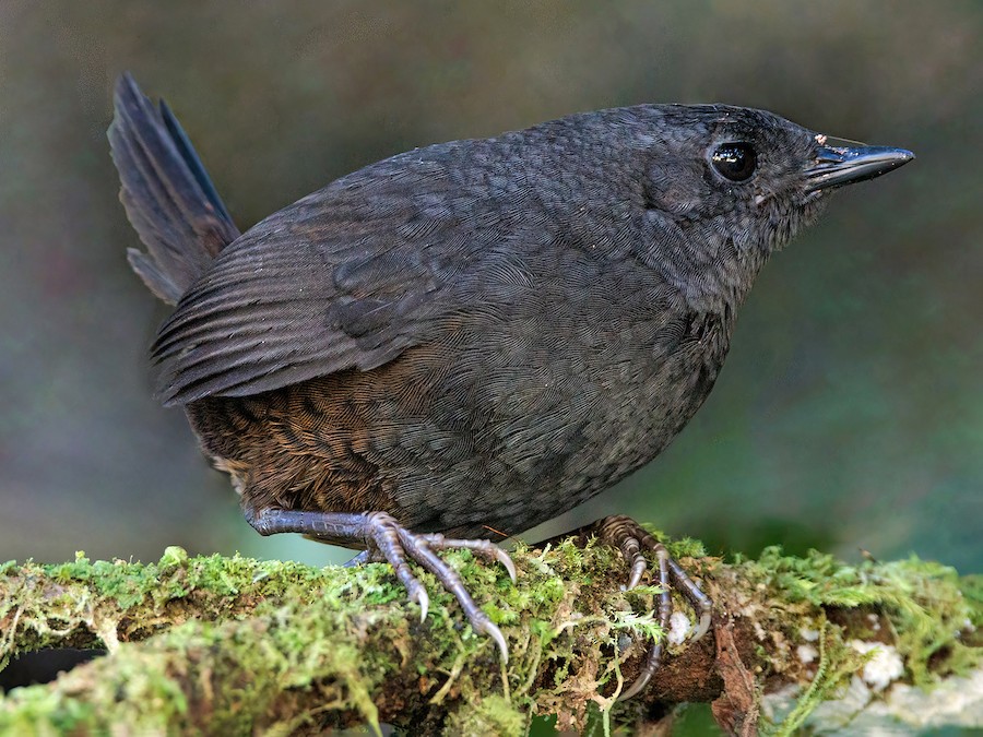 Tatama Tapaculo - eBird