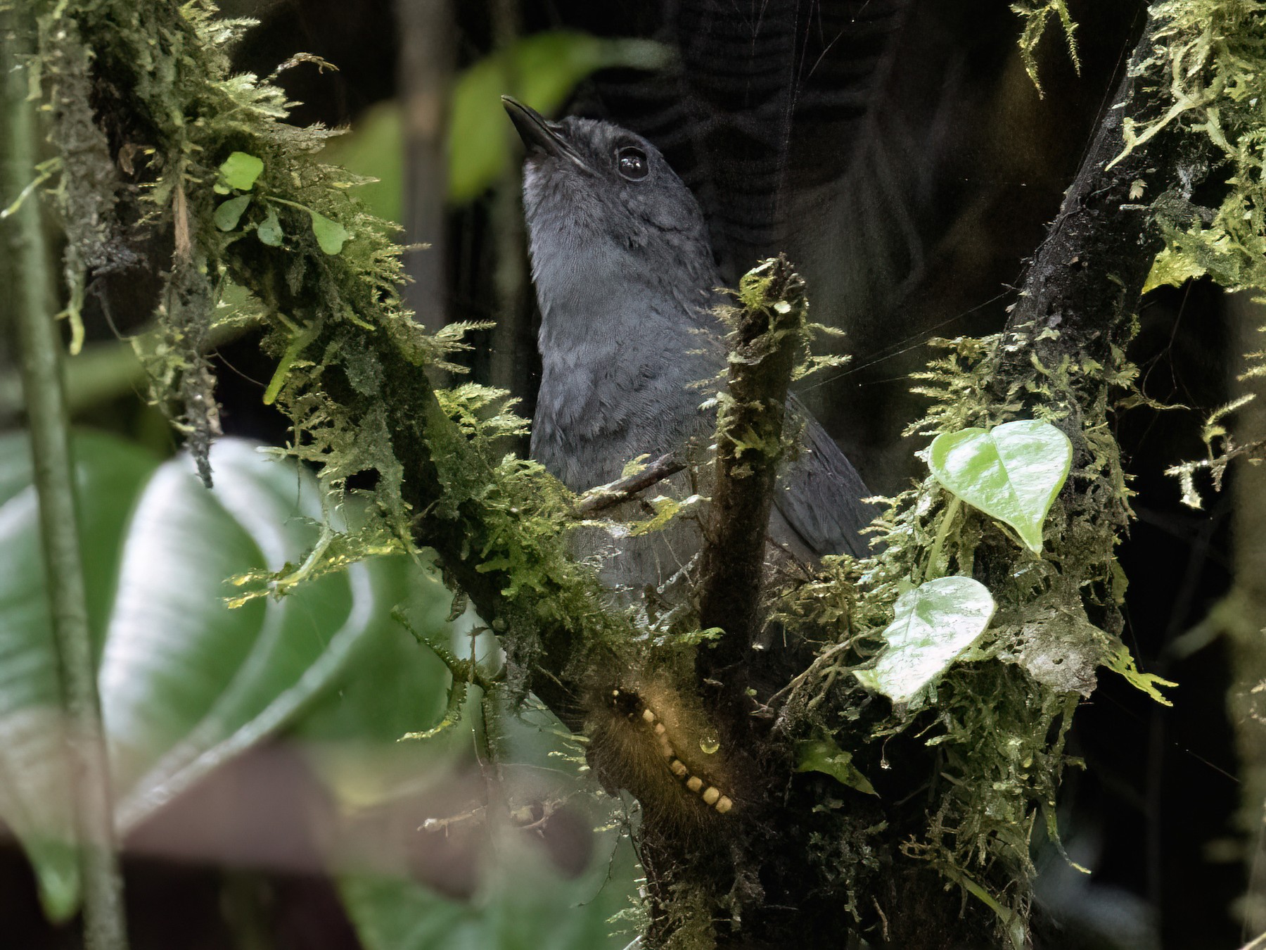 Tatama Tapaculo - eBird