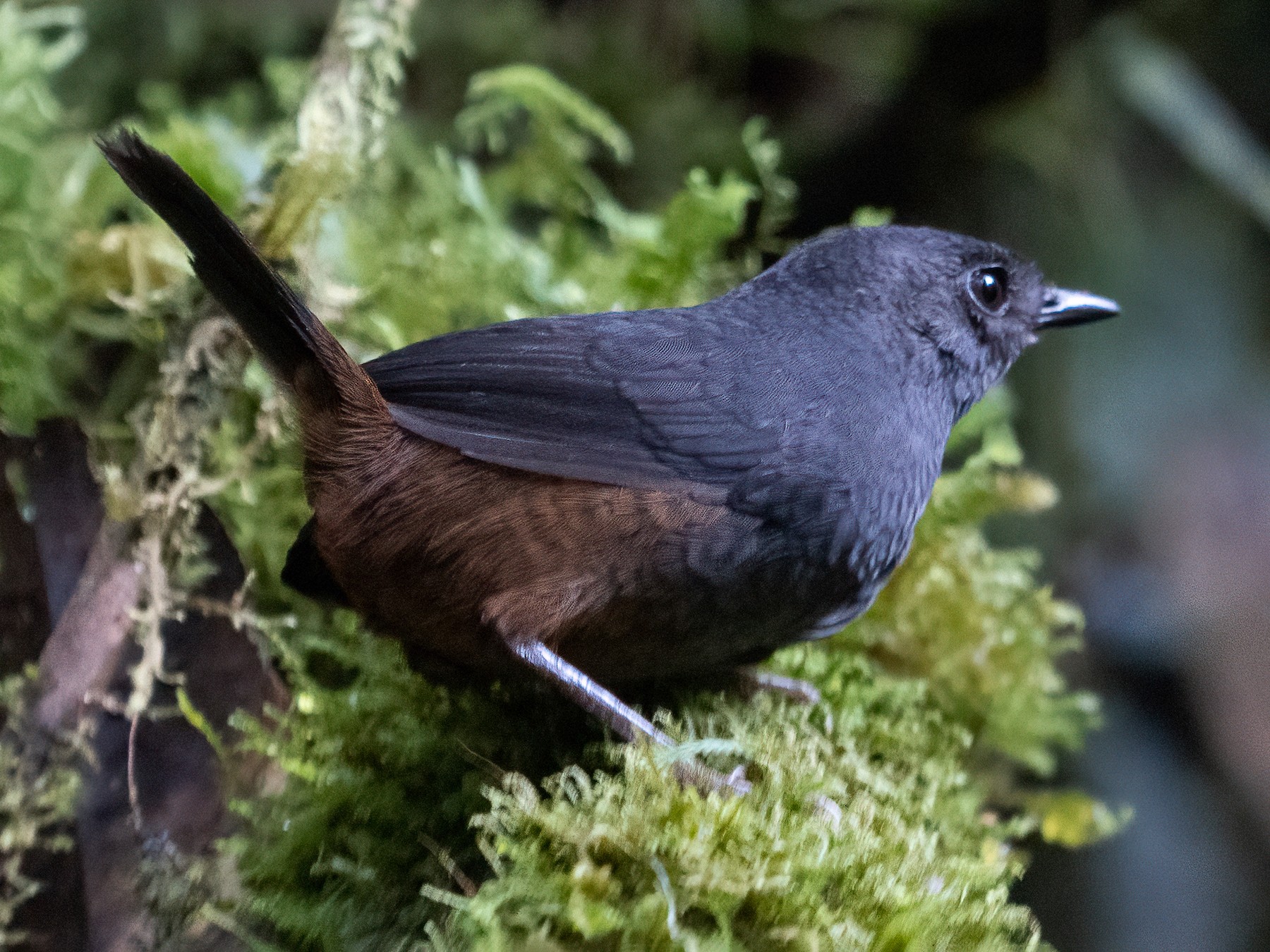 Tatama Tapaculo - eBird
