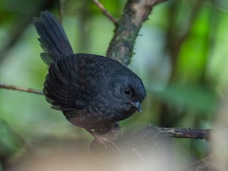 Tatama Tapaculo - eBird