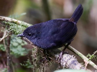 Ecuadorian Tapaculo - eBird