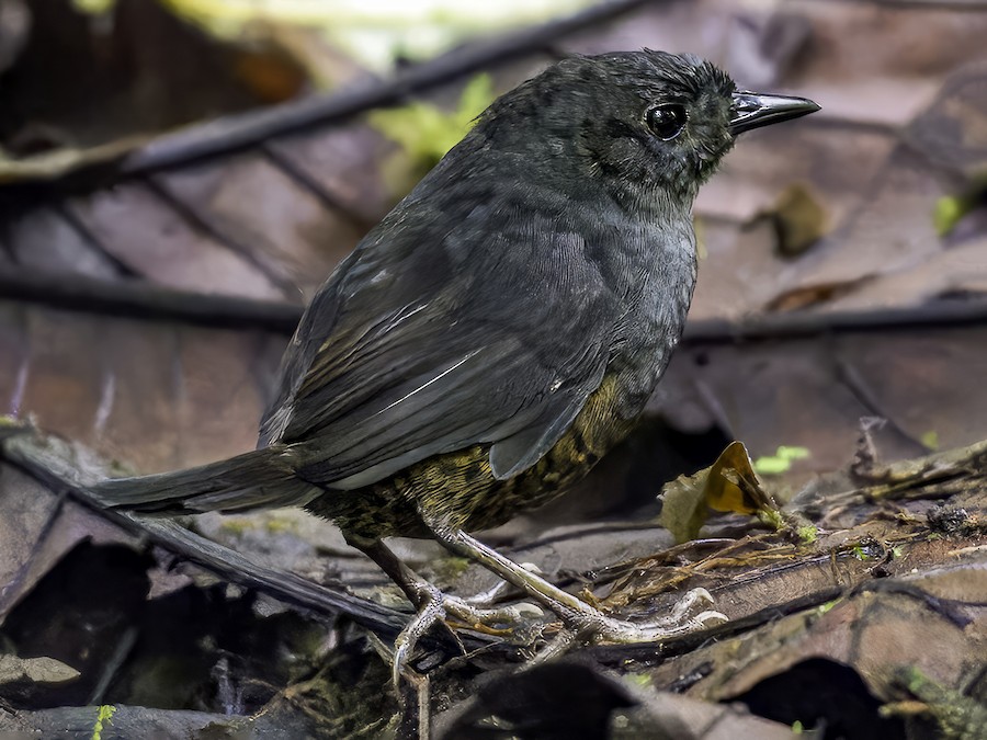 Ecuadorian Tapaculo - eBird