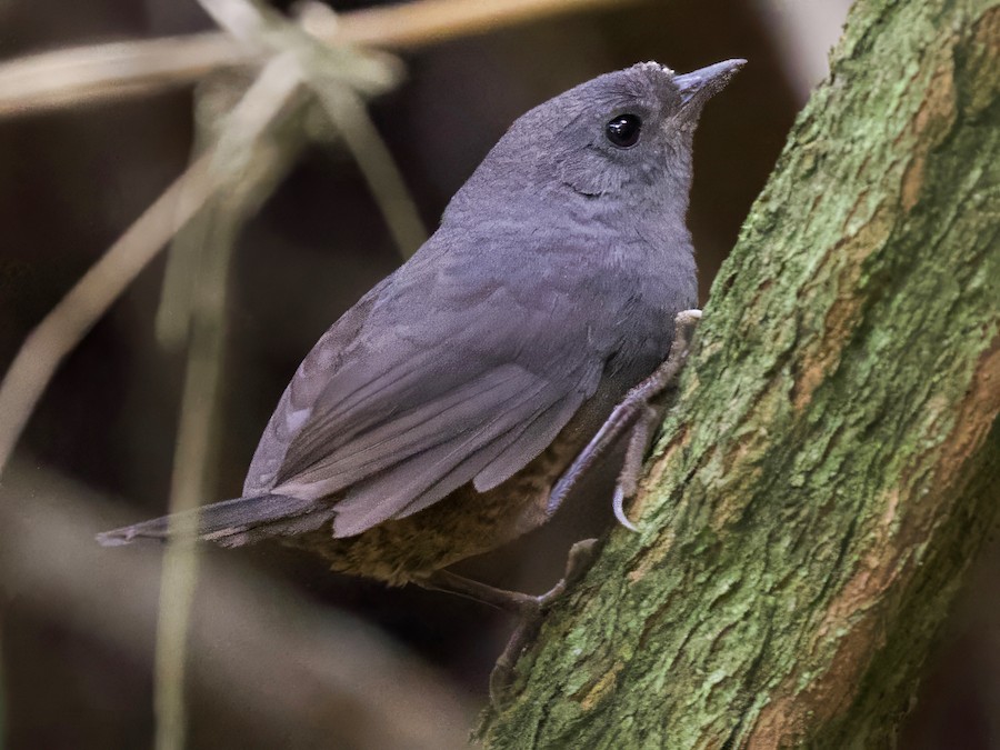 Perija Tapaculo - eBird