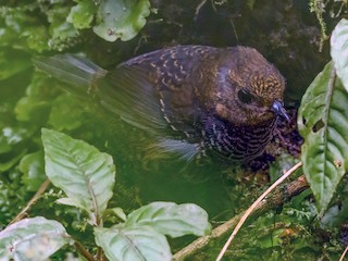 Chusquea Tapaculo - eBird