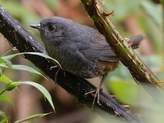 Chusquea Tapaculo - eBird