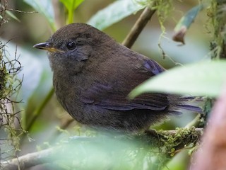 Chusquea Tapaculo - eBird