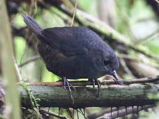 Spillmann's Tapaculo - eBird