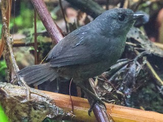 Spillmann's Tapaculo - eBird