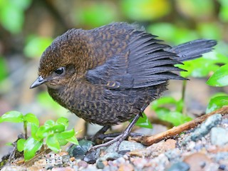Spillmann's Tapaculo - eBird
