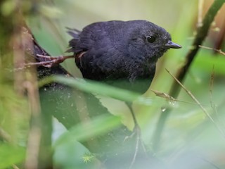 Spillmann's Tapaculo - eBird