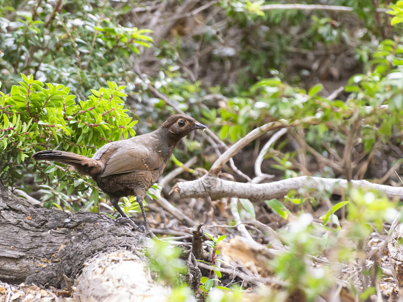 Chestnut-throated Huet-huet - eBird
