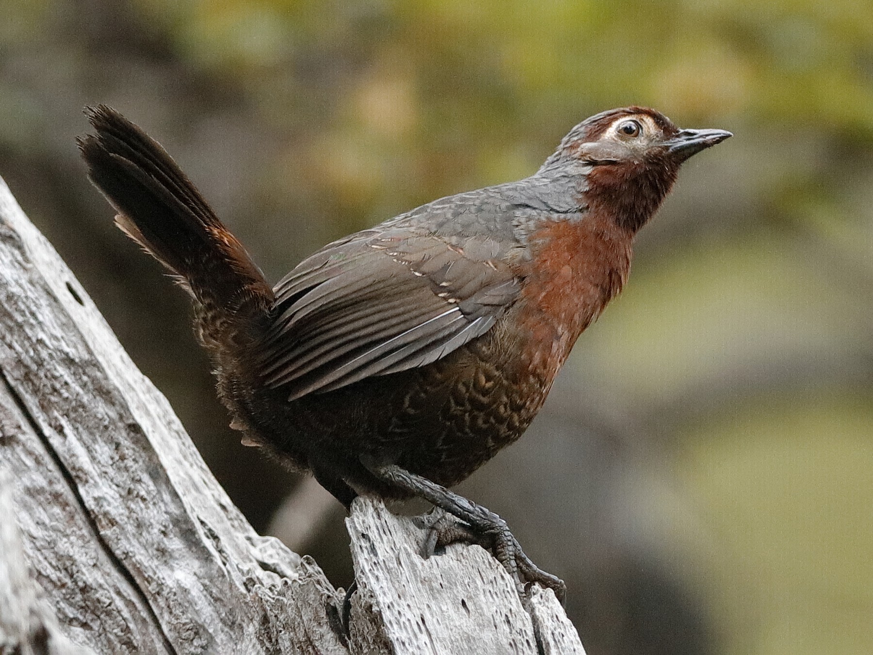 Chestnut-throated Huet-huet - eBird