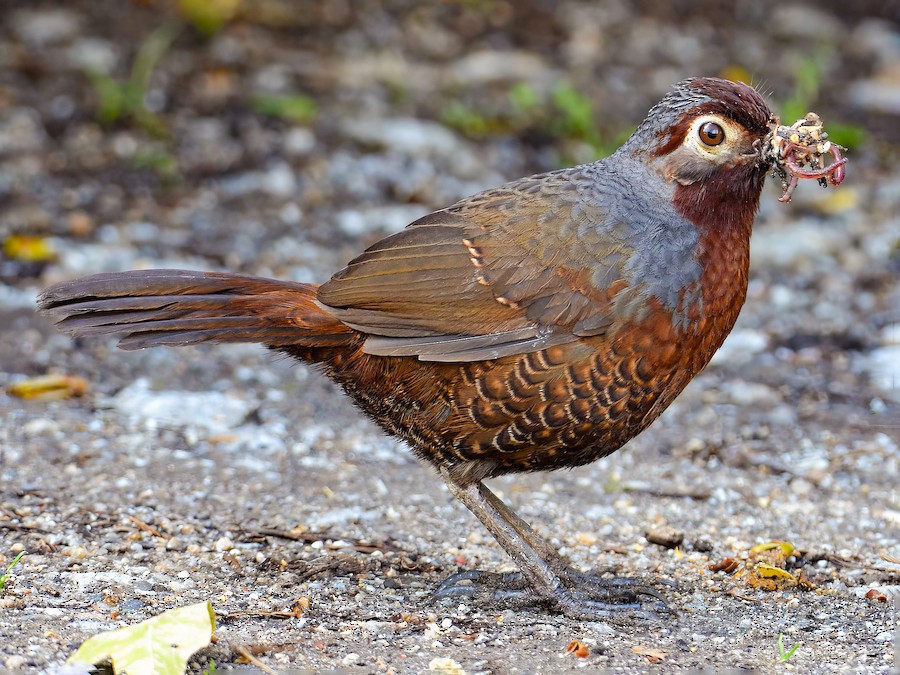 Chestnut-throated Huet-huet - eBird