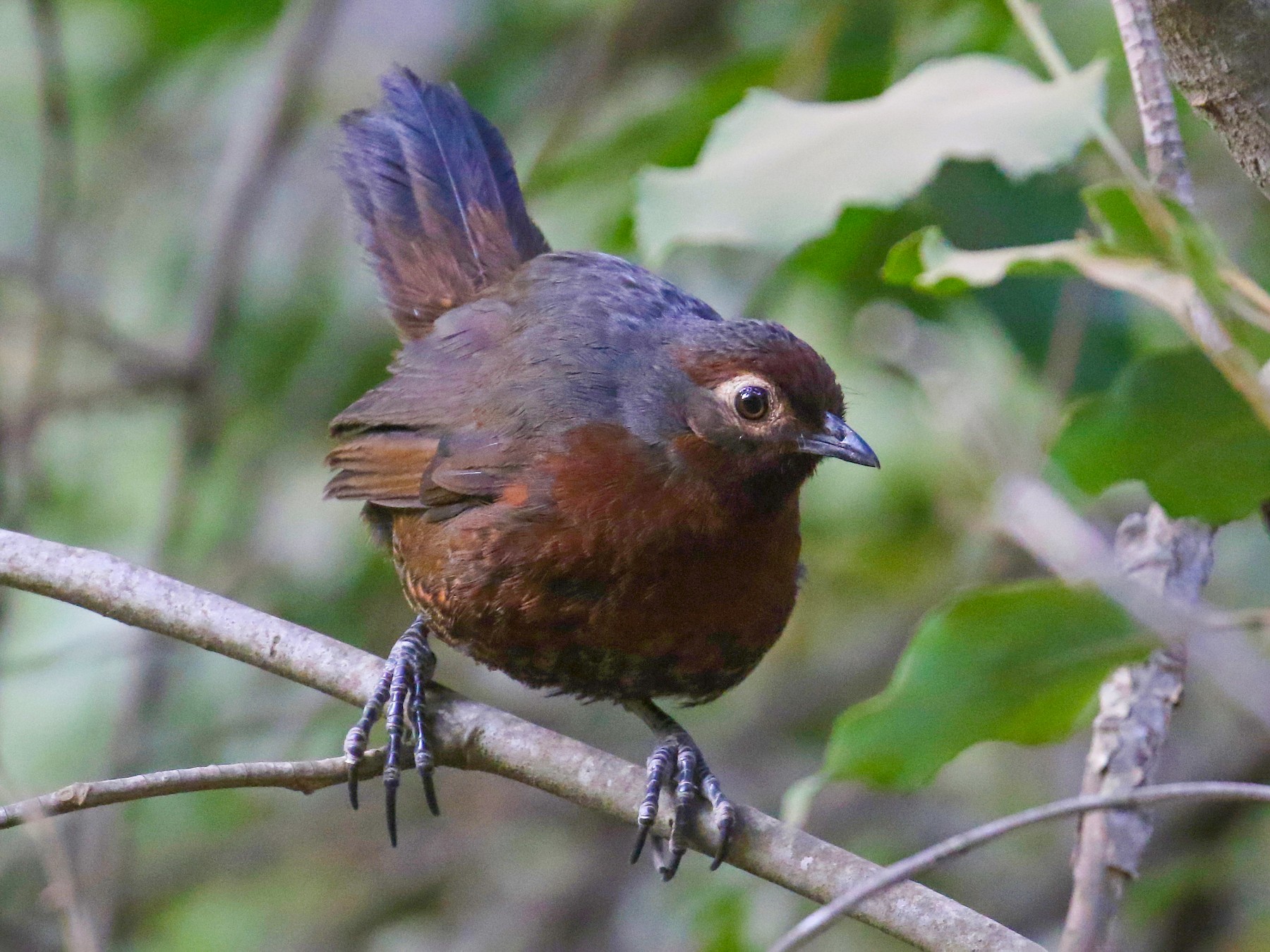 Chestnut-throated Huet-huet - eBird