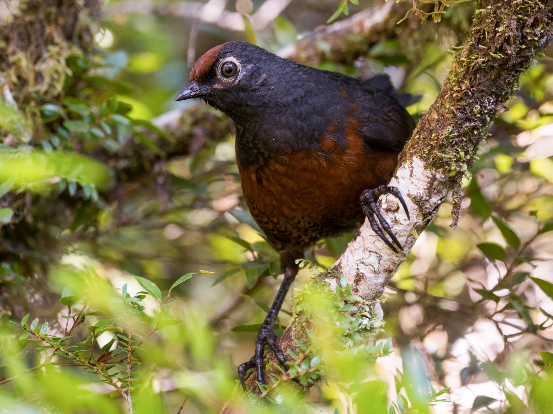 Black-throated Huet-huet - eBird