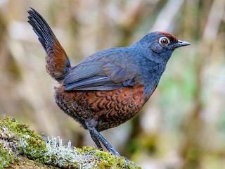 Hued-hued del sur - eBird