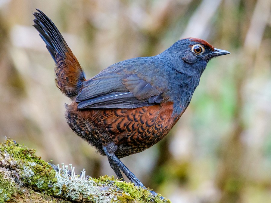 Black-throated Huet-huet - eBird