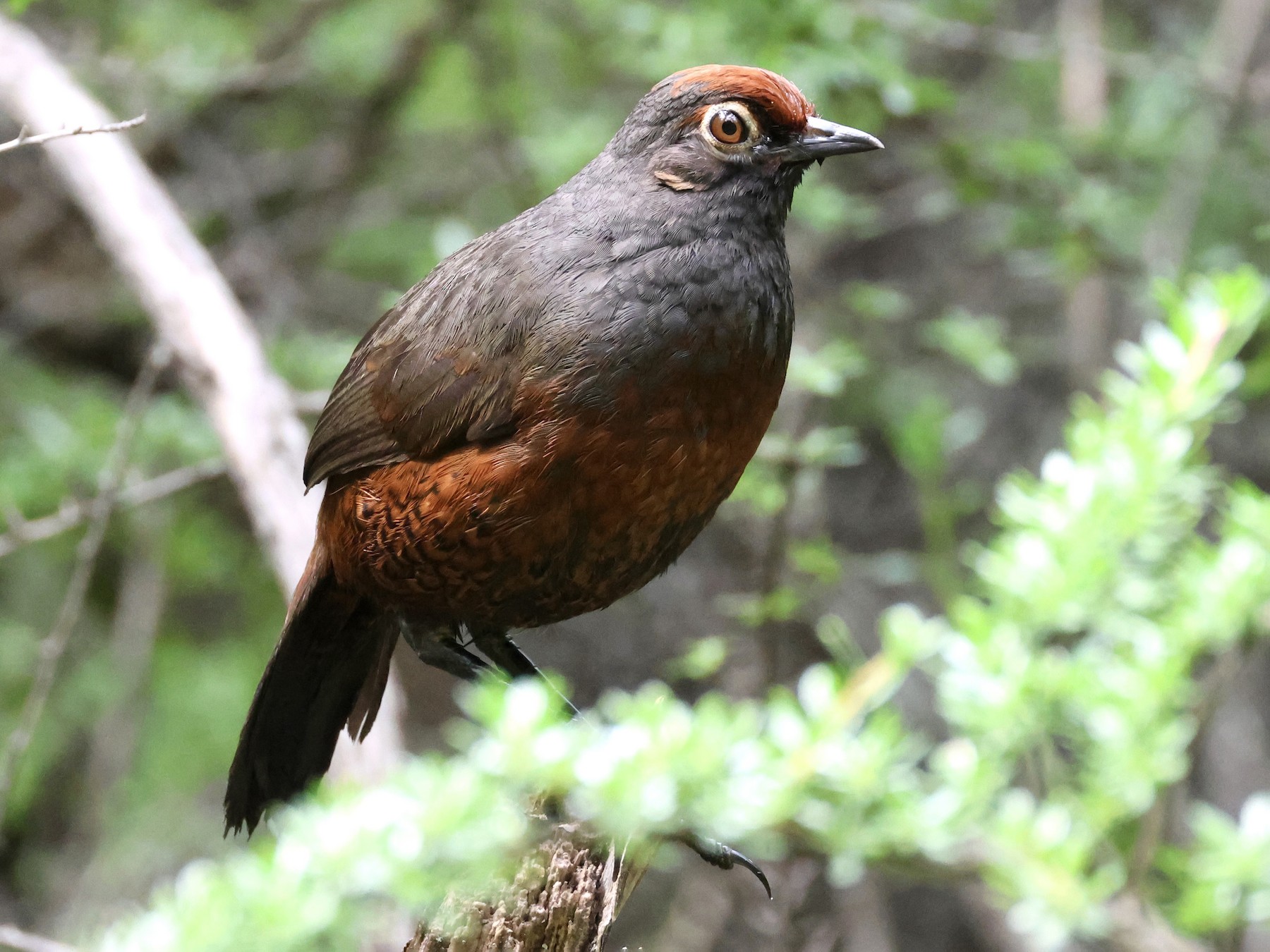 Black-throated Huet-huet - eBird