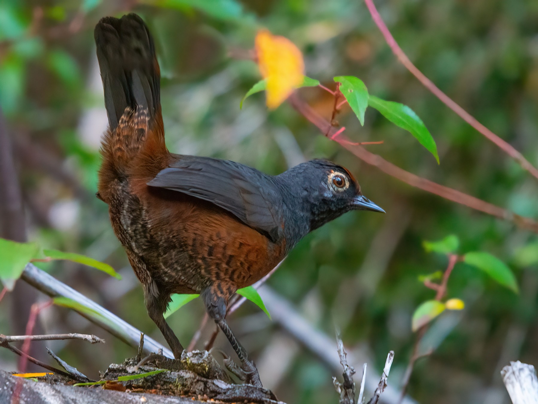 Black-throated Huet-huet - eBird