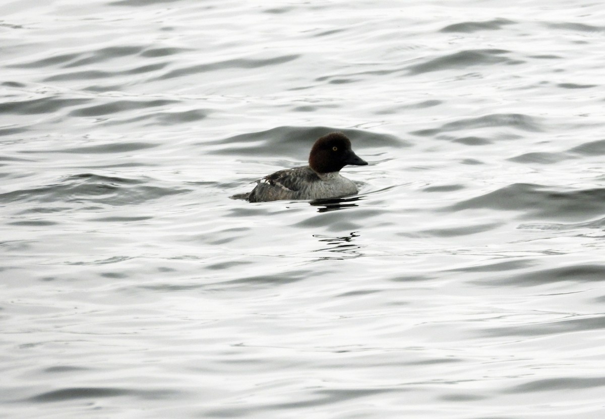 eBird Checklist - 17 Jan 2024 - Frank G. Bonelli RP/Puddingstone ...
