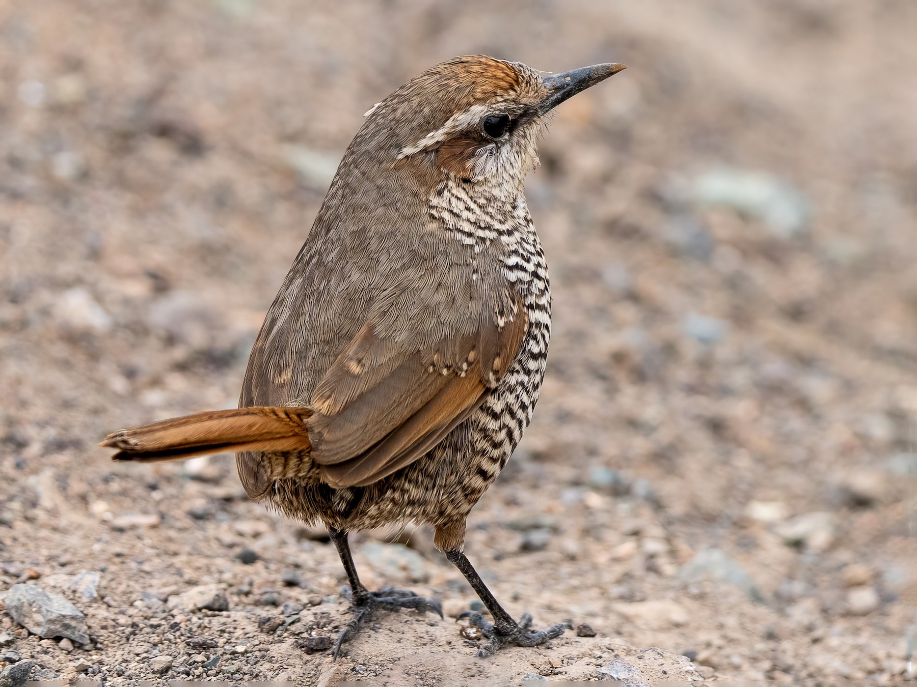 White-throated Tapaculo - eBird