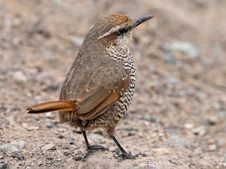 Tapaculo - eBird